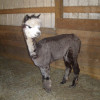 Alpaca Sheering & Breeding | Annandale, MN | 5R Alpacas